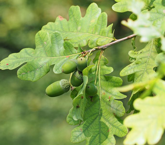Robuvit® - French Oak Supplement for Chronic Fatigue Syndrome