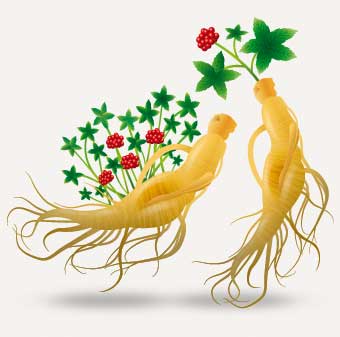 Notoginseng 200 mg | Complément Alimentaire de Panax Notoginseng