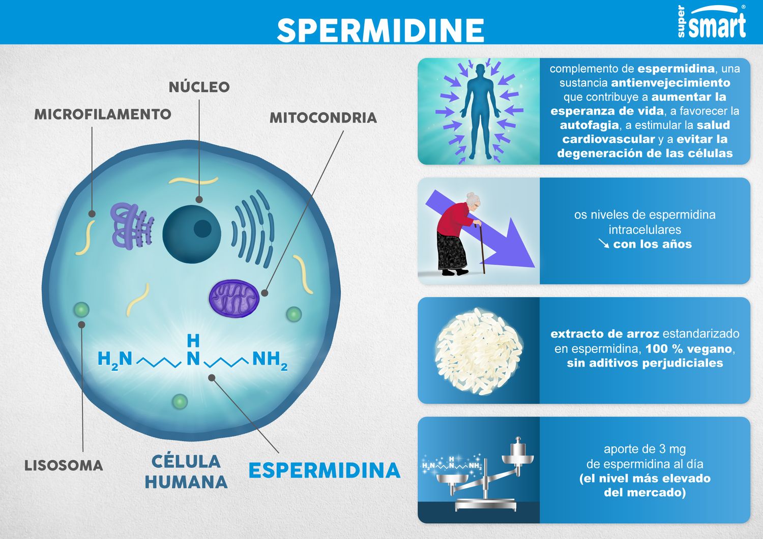 Spermidine: descubra los beneficios de este complemento para la salud
